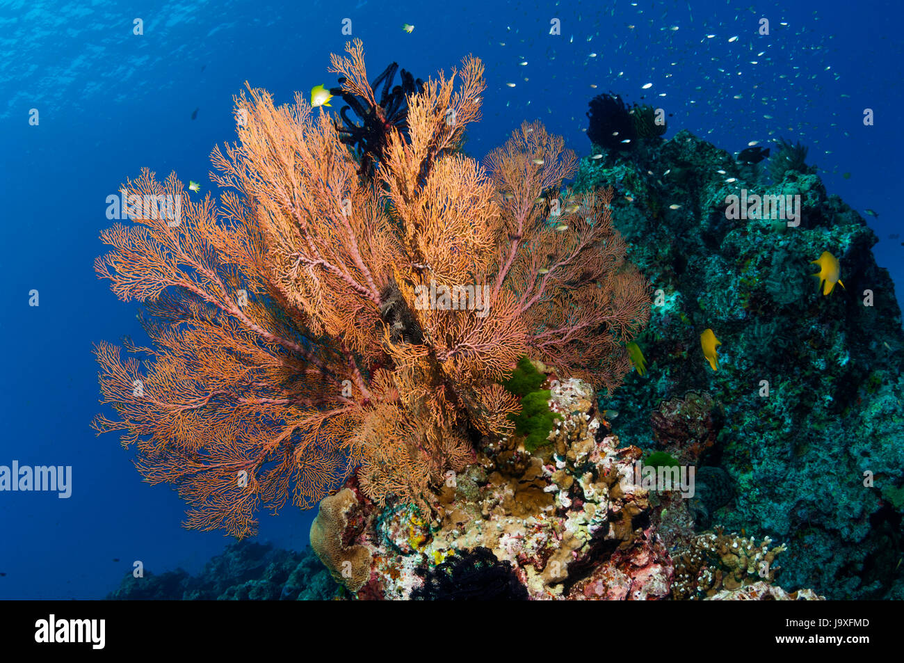 Melithaea sp hi-res stock photography and images - Alamy