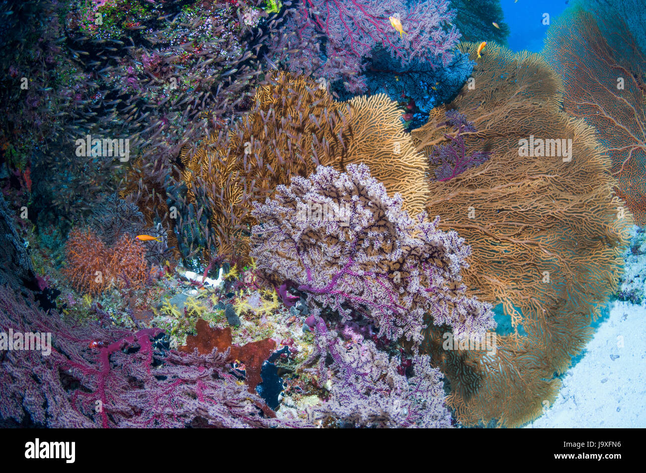 Gorgonians and Pygmy sweepers on coral reef. Similan Islands, Andaman ...