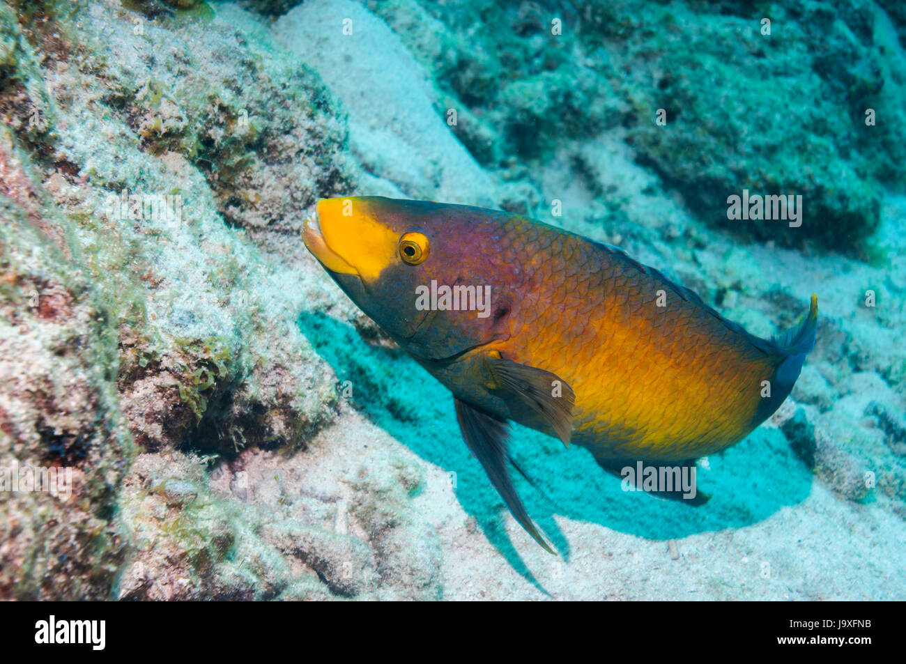 Hogfish hi-res stock photography and images - Alamy