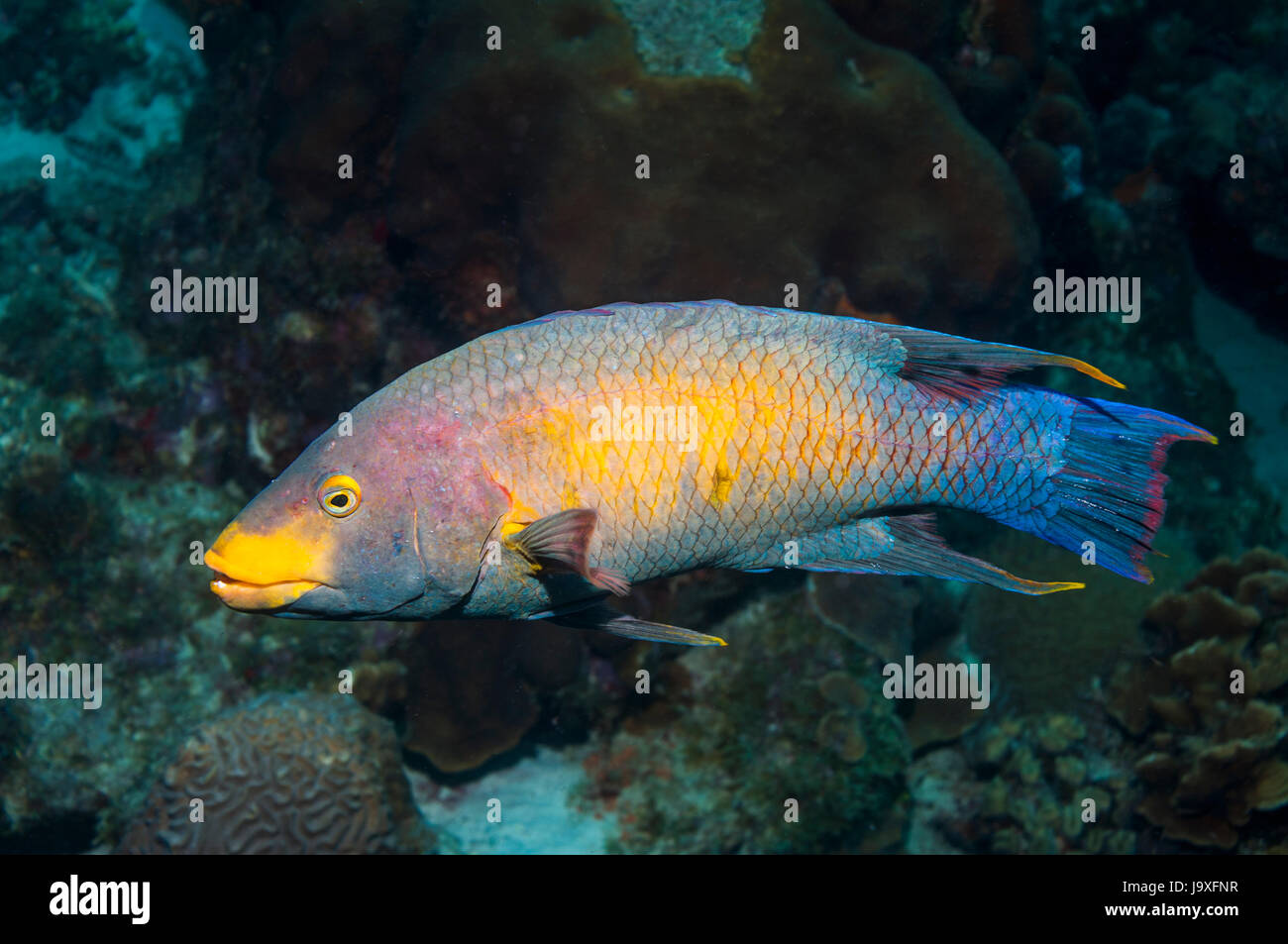 Hog snapper hi-res stock photography and images - Alamy