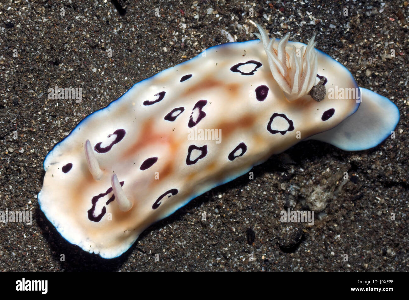 Leopardus hi-res stock photography and images - Alamy