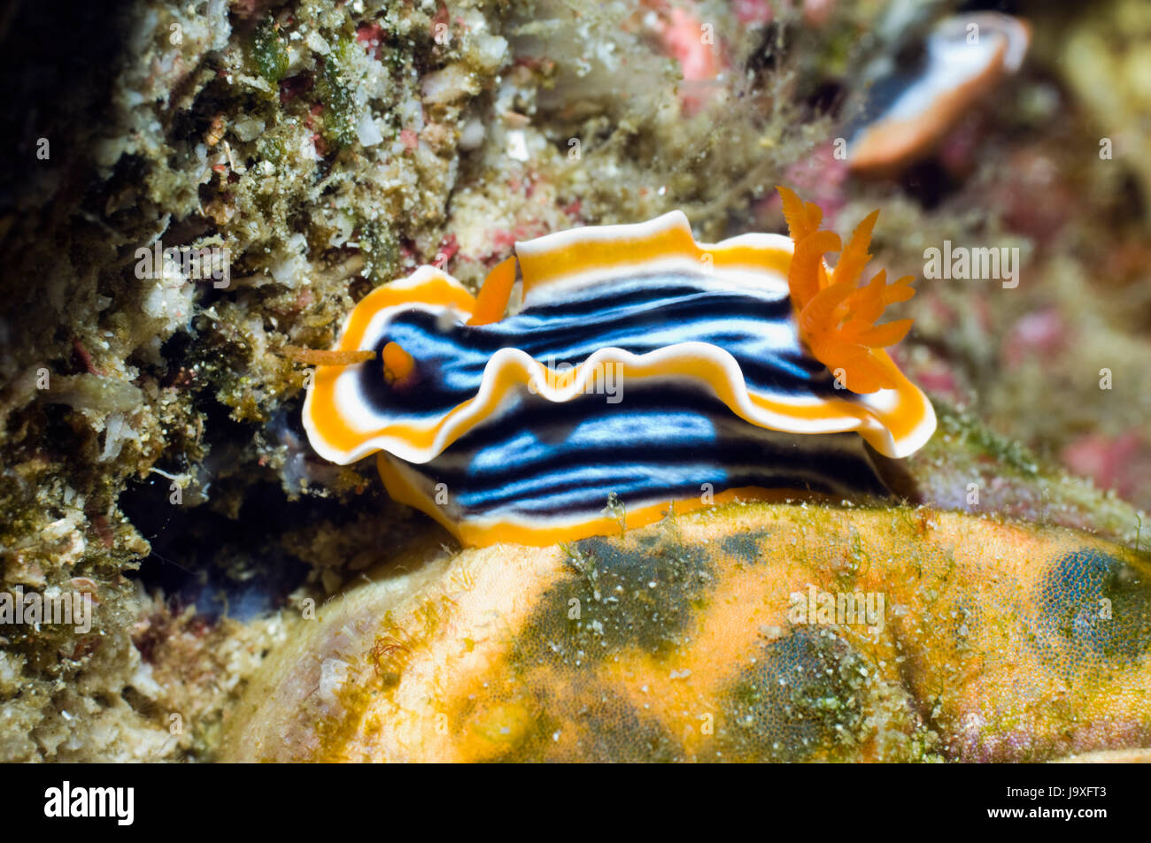 Nudibranch chromodoris annae sulawesi indonesia hi-res stock ...