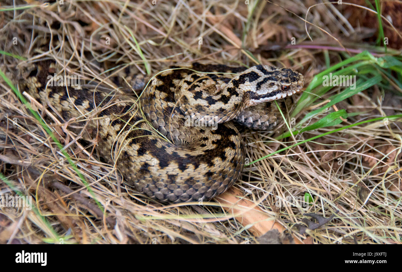 Adder snake, North Wales coast, UK (Vipera berus Stock Photo - Alamy