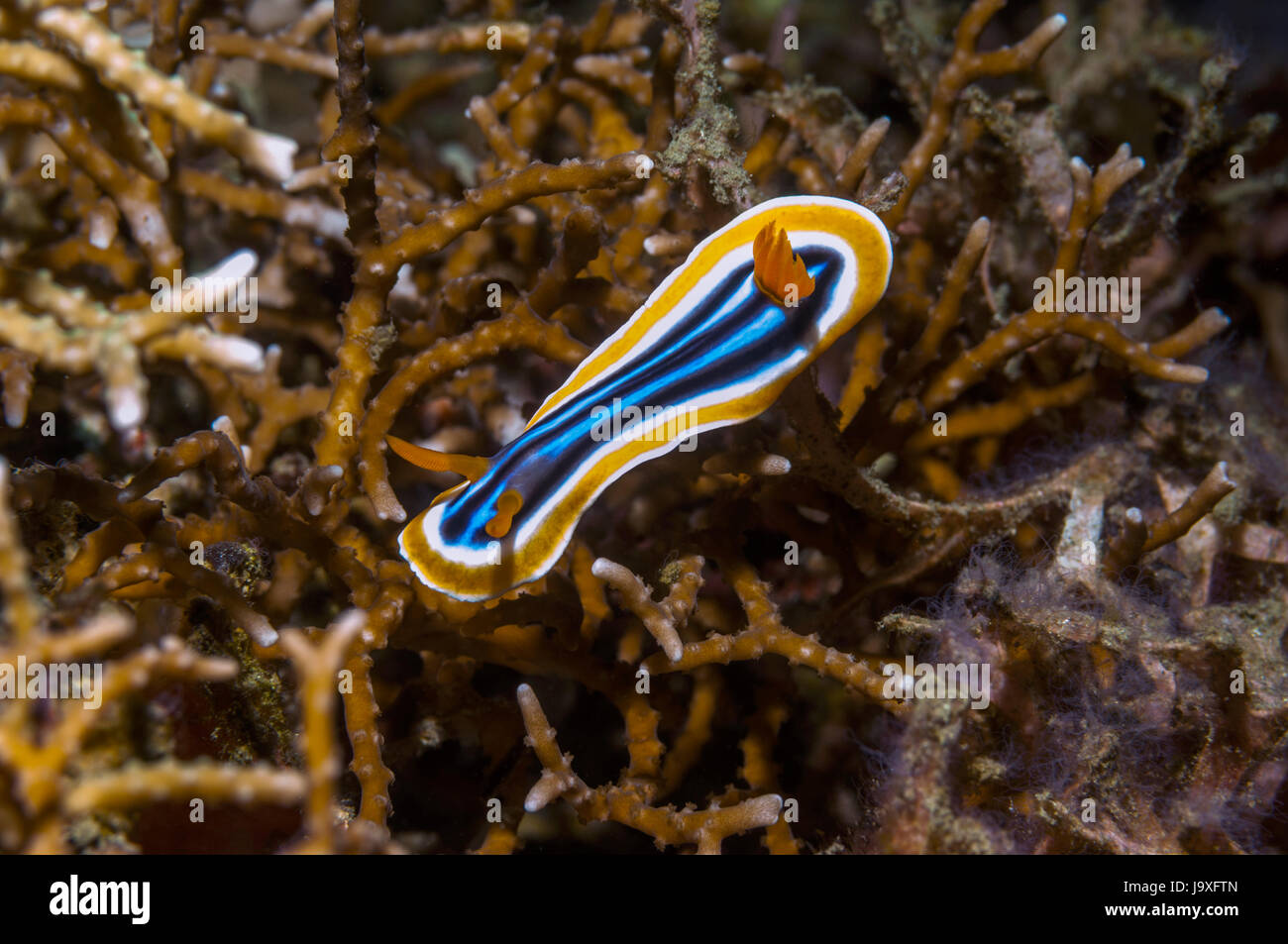 Chromodoris magnifica nudibranch hi-res stock photography and images ...