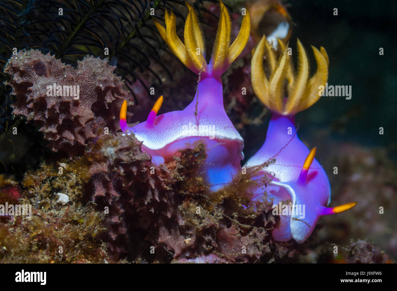 Purple sea slug hypselodoris apolegma hi-res stock photography and ...