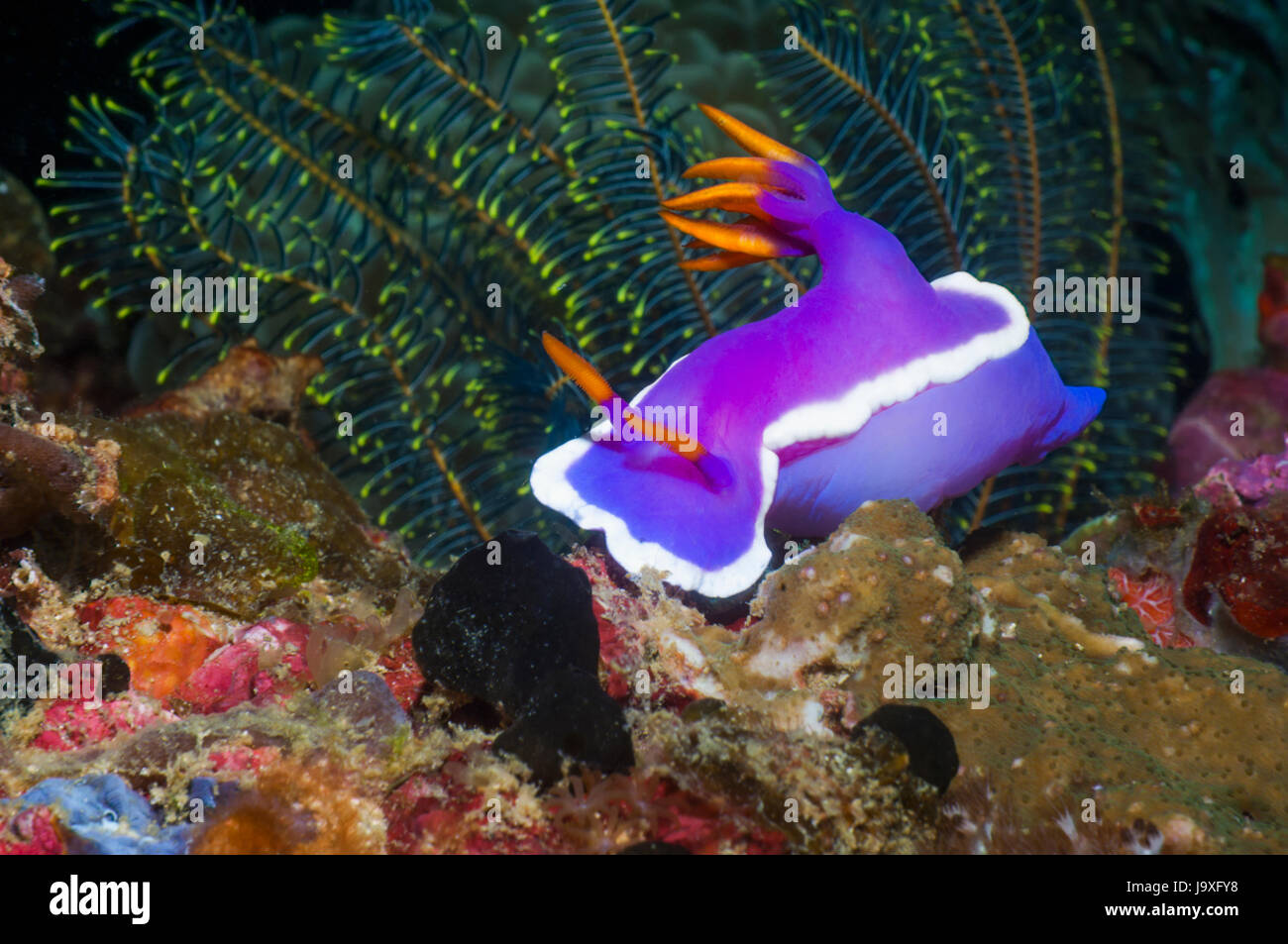 Chromodoris bullocki hi-res stock photography and images - Alamy