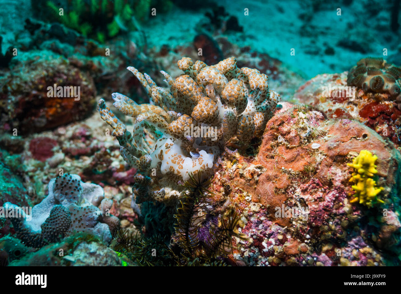 Nudibranch [Phyllodesmium longicirrum] with clusters of symbiotic ...