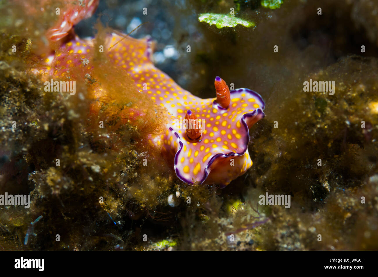 Nudibranch - Ceratosoma sp 3. Family Chromodorididae, genus Ceratosoma ...