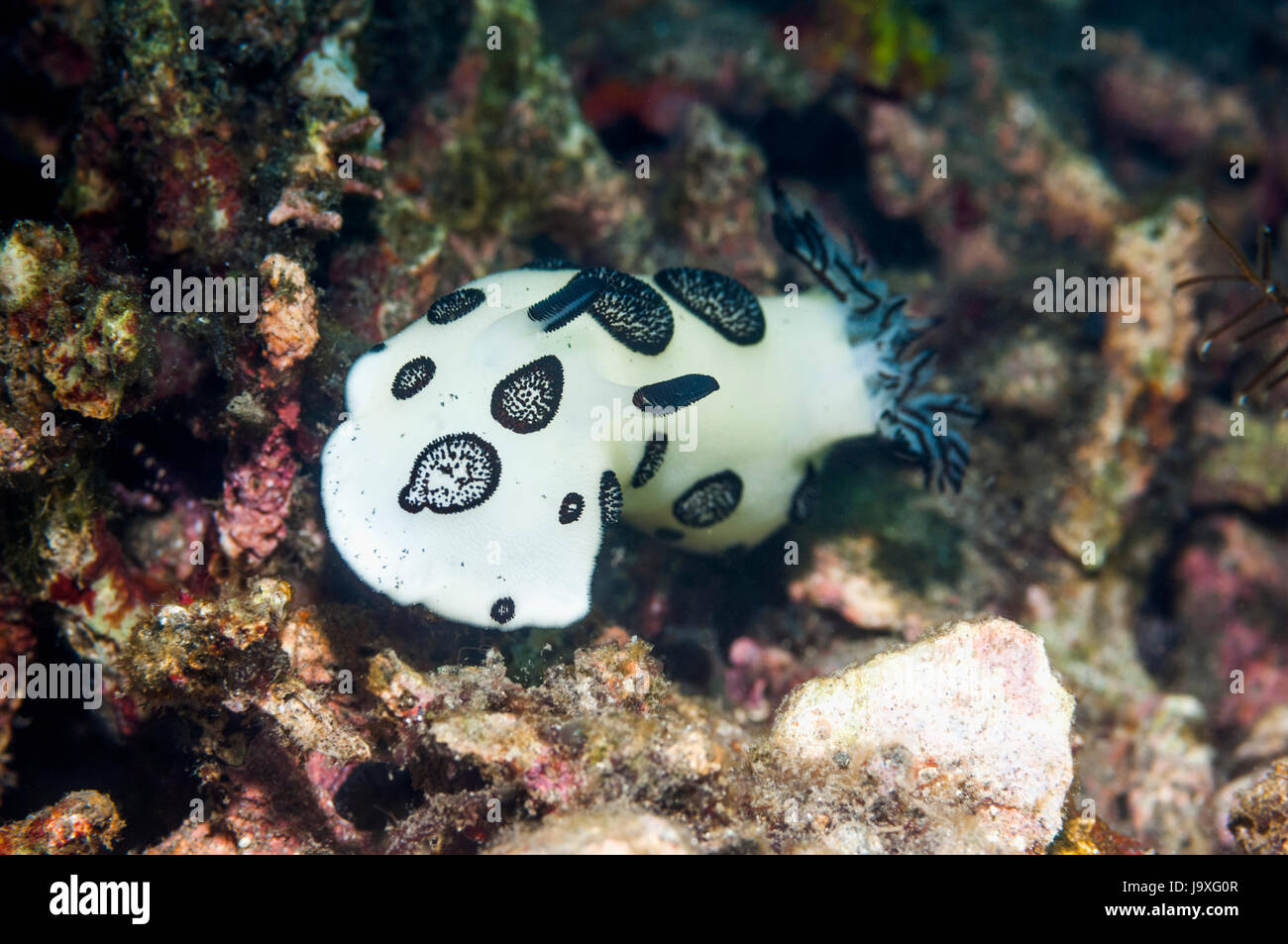 Nudibranch - Jorunna funebris. Family Discodorididae. Genus Jorunna ...