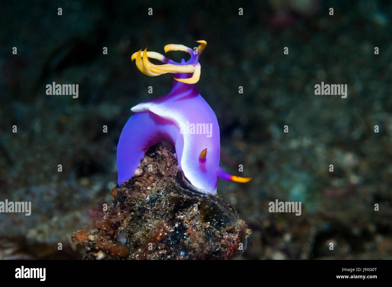 Nudibranch - Hypselodoris apolegma. Family Chromodorididae, genus ...
