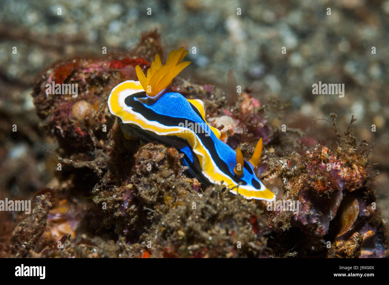 Nudibranch chromodoris annae sulawesi indonesia hi-res stock ...