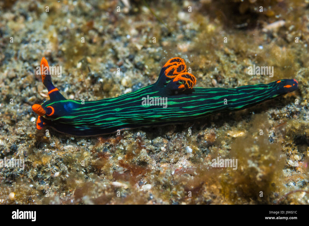 Nudibranch - Nembrotha kubaryana. Family Polyceridae, genus Nembrotha ...