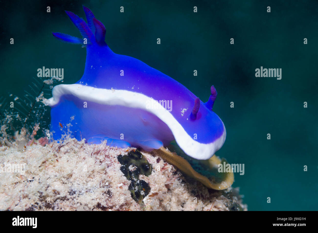 Blue nudibranch hi-res stock photography and images - Alamy
