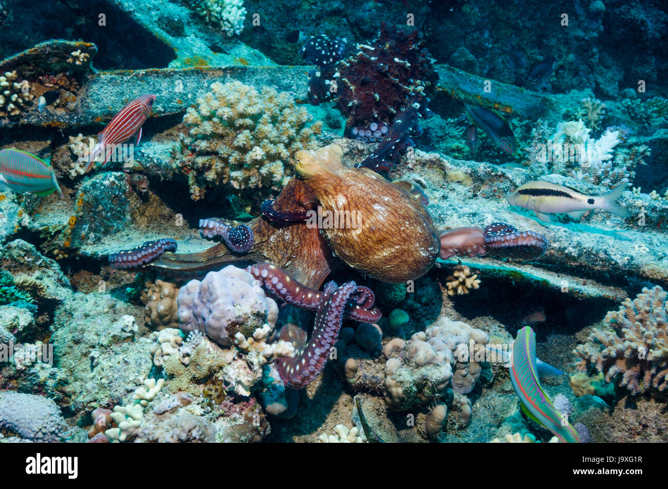 Pair of Reef octopus [Octopus cyanea] mating, on wreck. Egypt, Red Sea ...