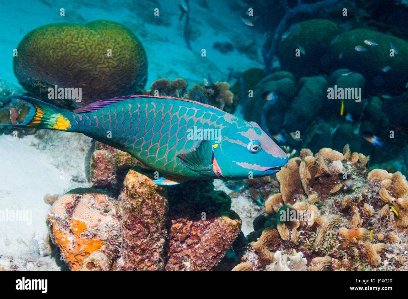 Stoplight parrotfish hi-res stock photography and images - Alamy