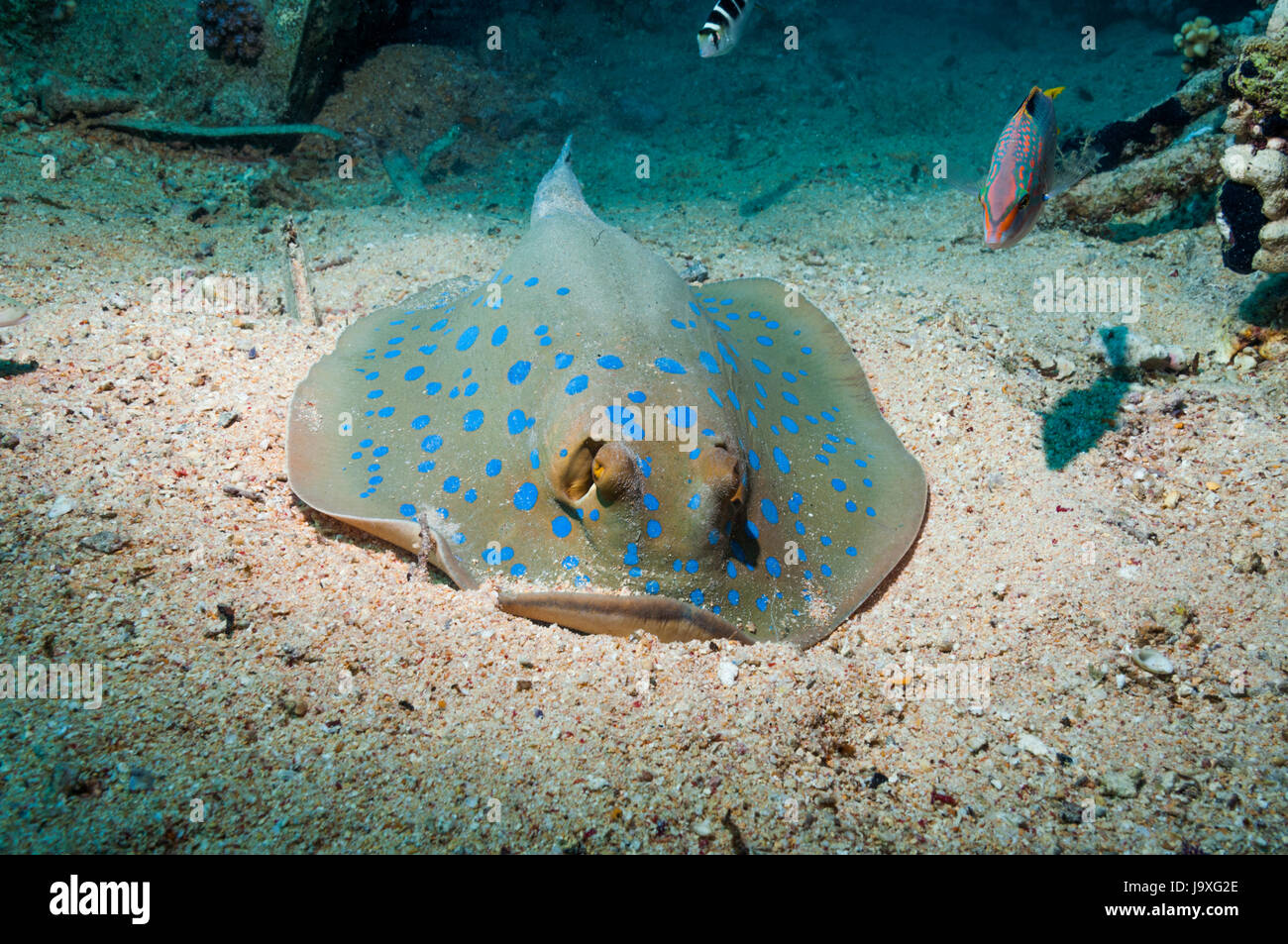 Bluespotted ribbon ray [Taeniura lymna]. Egypt, Red Sea Stock Photo - Alamy