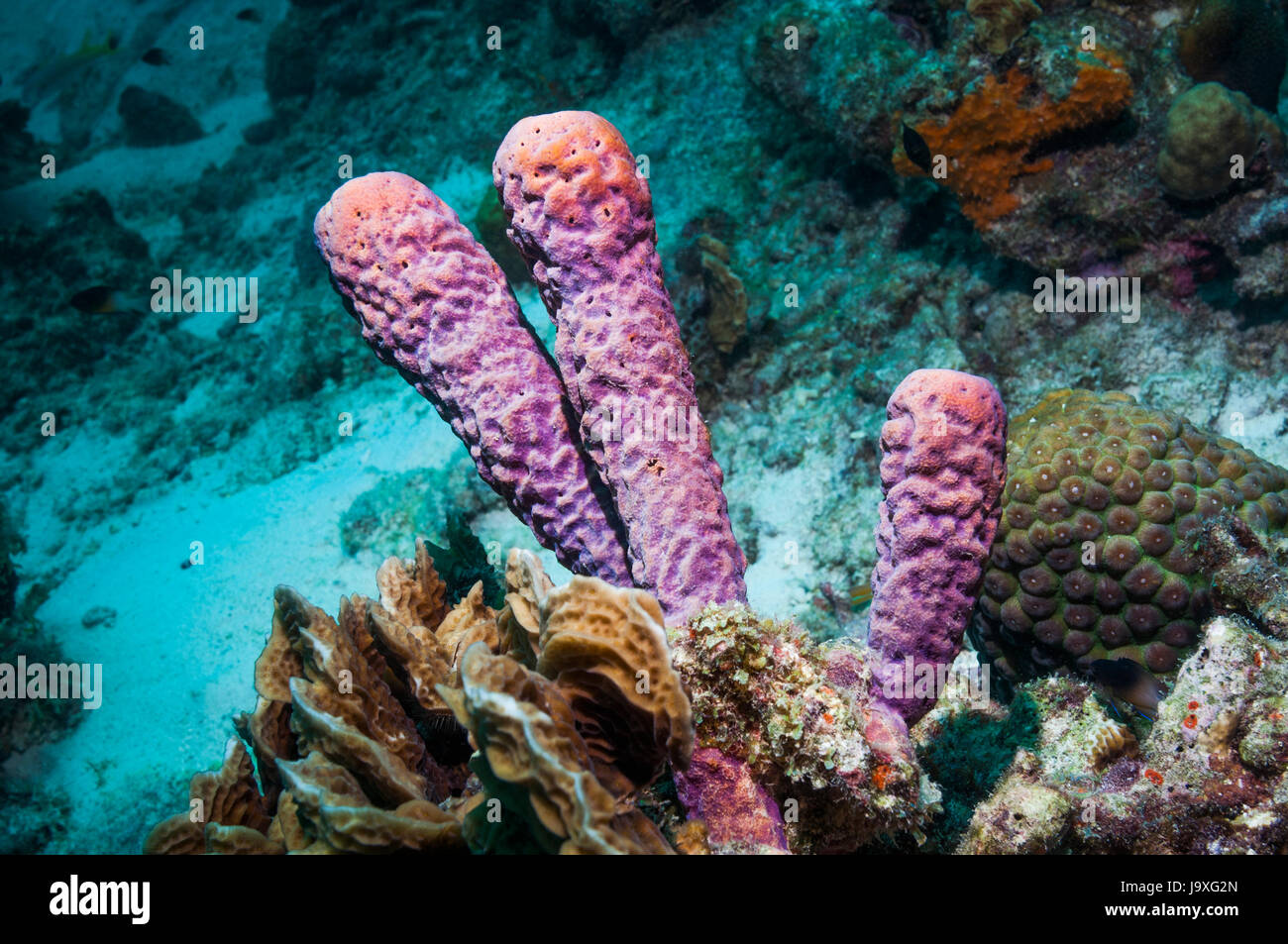Purple Sponge Stock Photos & Purple Sponge Stock Images - Alamy