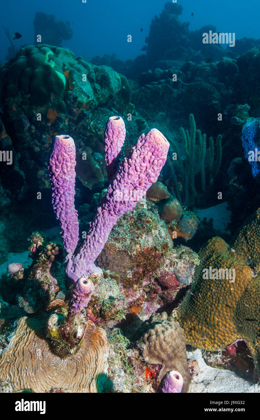 Stove-pipe sponge (Aplysina archeri). Bonaire, Netherlands Antilles ...
