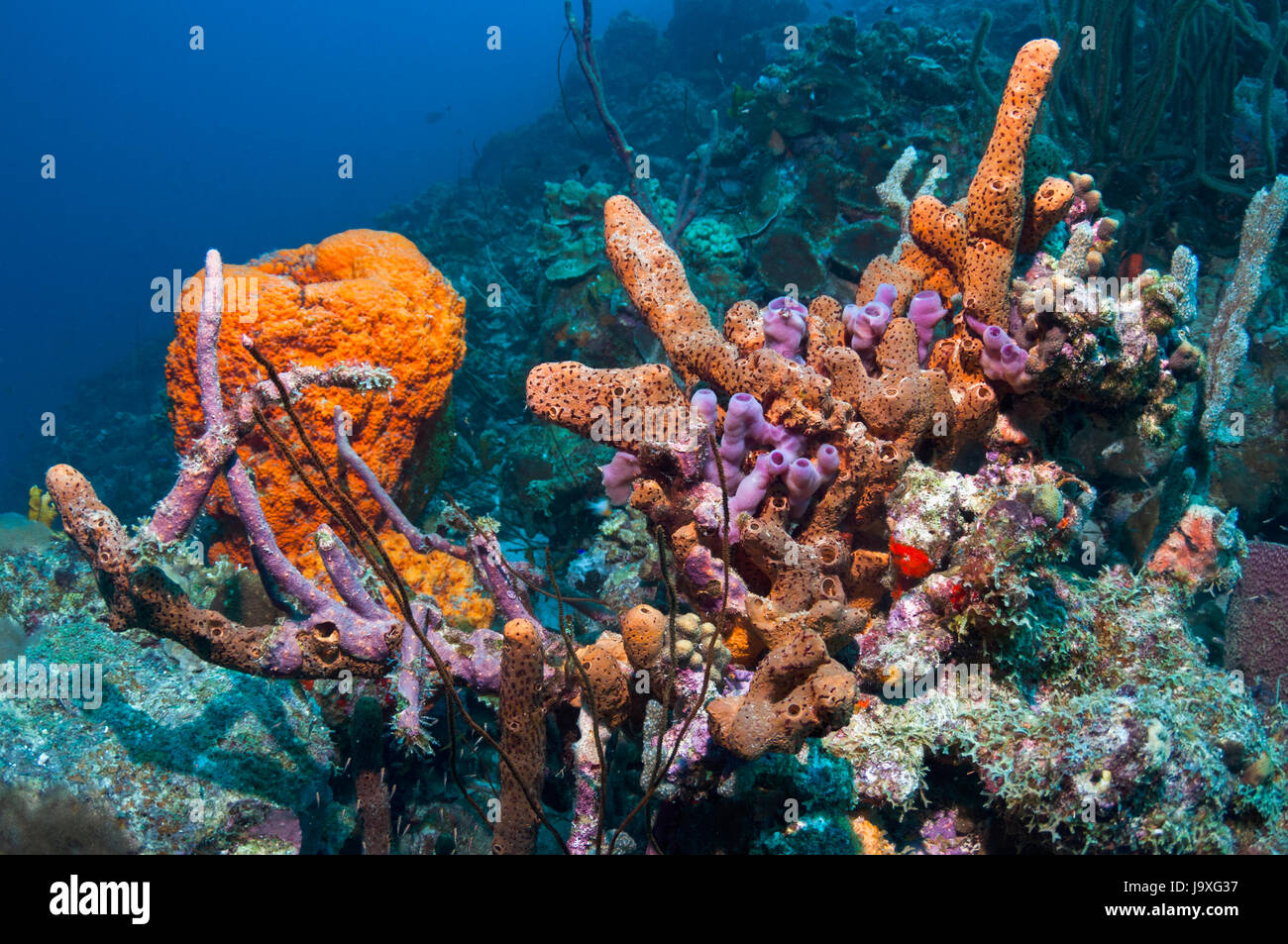 Brown tube sponge (Agelas conifera), Lumpy overgrowing sponge ...