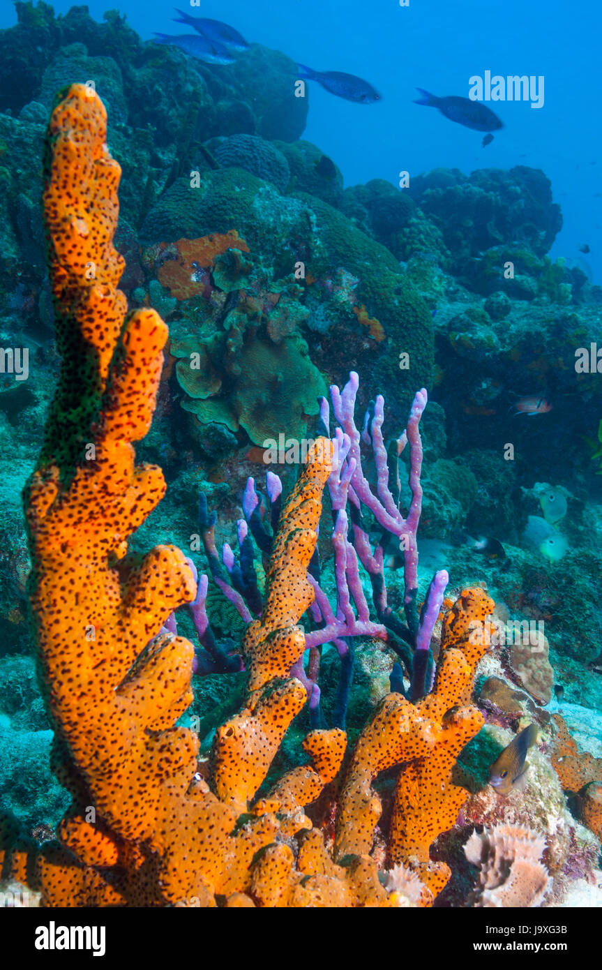 Brown tube sponge (Agelas conifera) and Row pore rope sponge (Aplysina ...