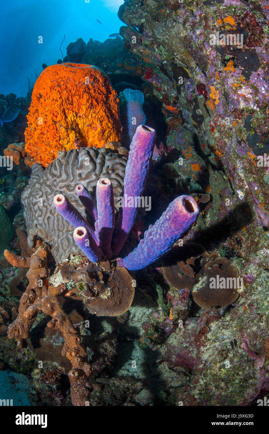 Coral reef scenery with Orange elephant ear sponges (Agelas clathrodes ...