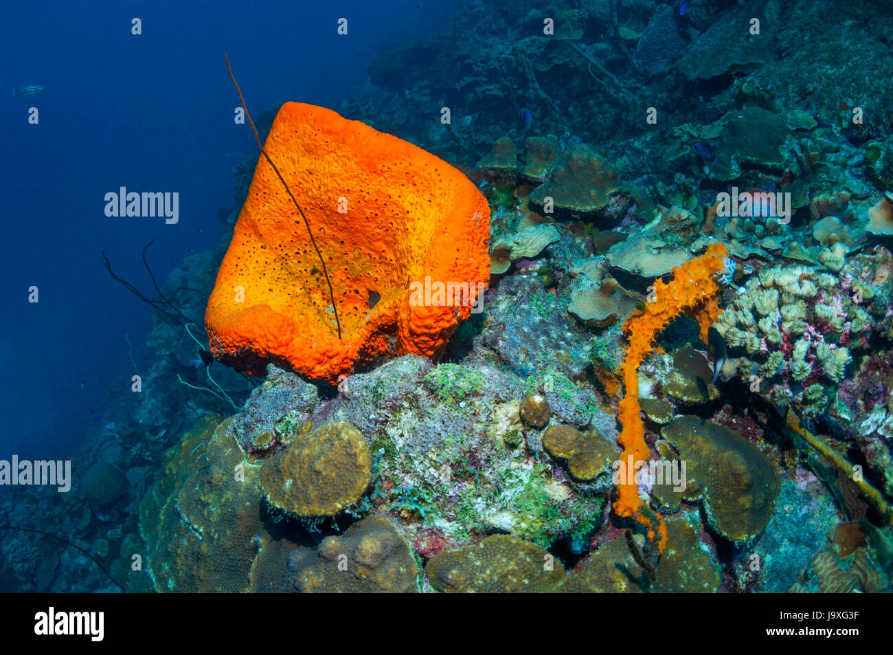 Indian ear hi-res stock photography and images - Alamy