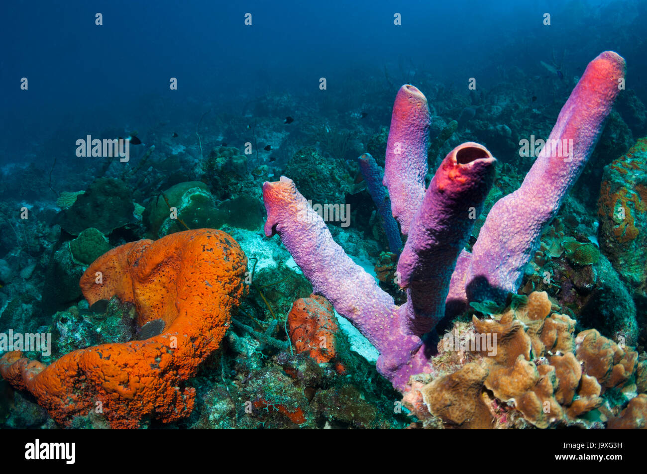 Porifera stovepipe sponge underwater water hi-res stock photography and ...