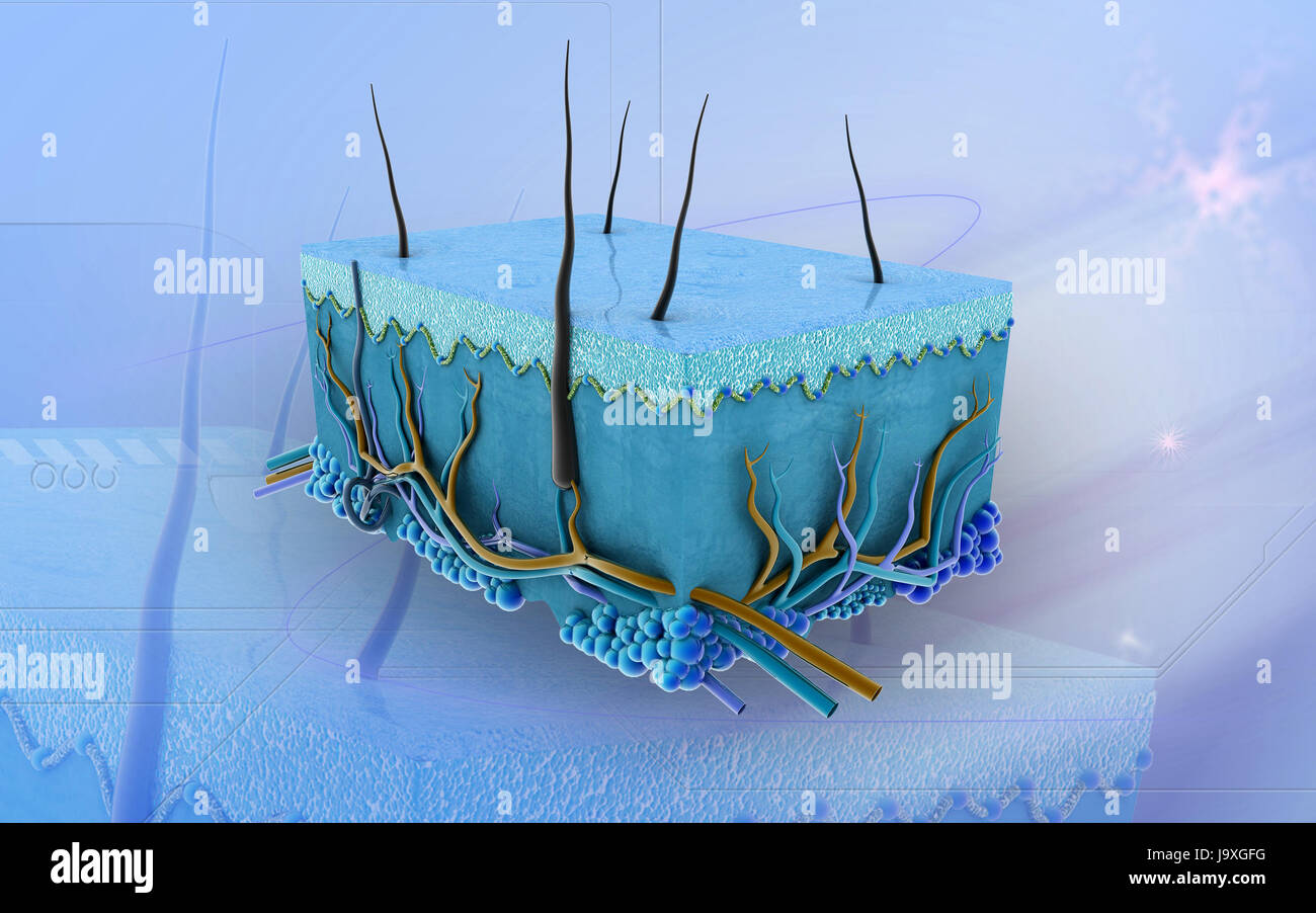 education, medicinally, medical, graphics, colour, science, skin, human ...