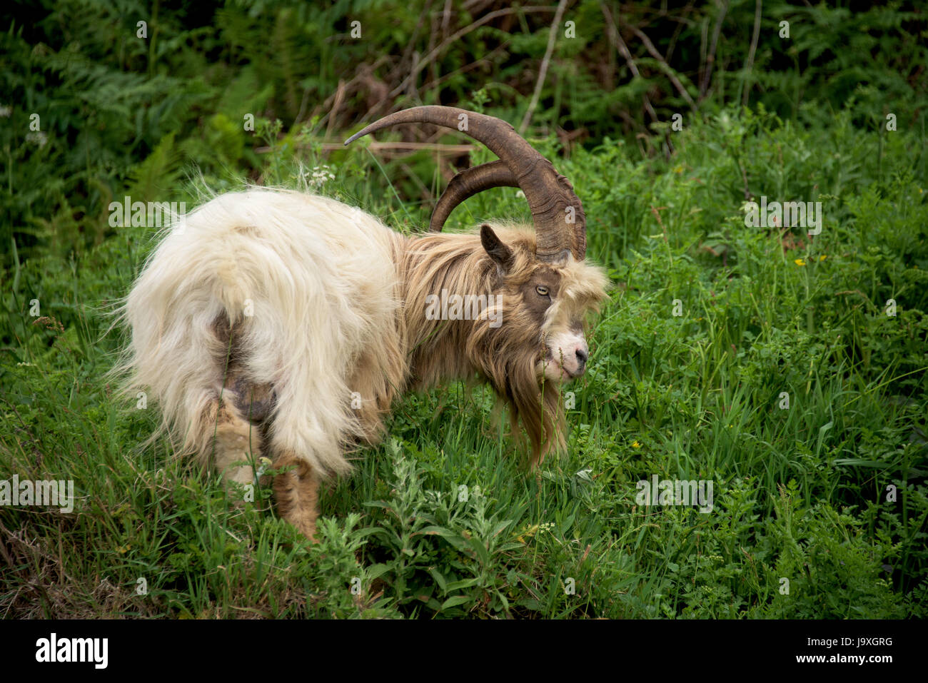 Welsh Mountain Goat on coastal region of North Wales, Snowdonia Stock ...