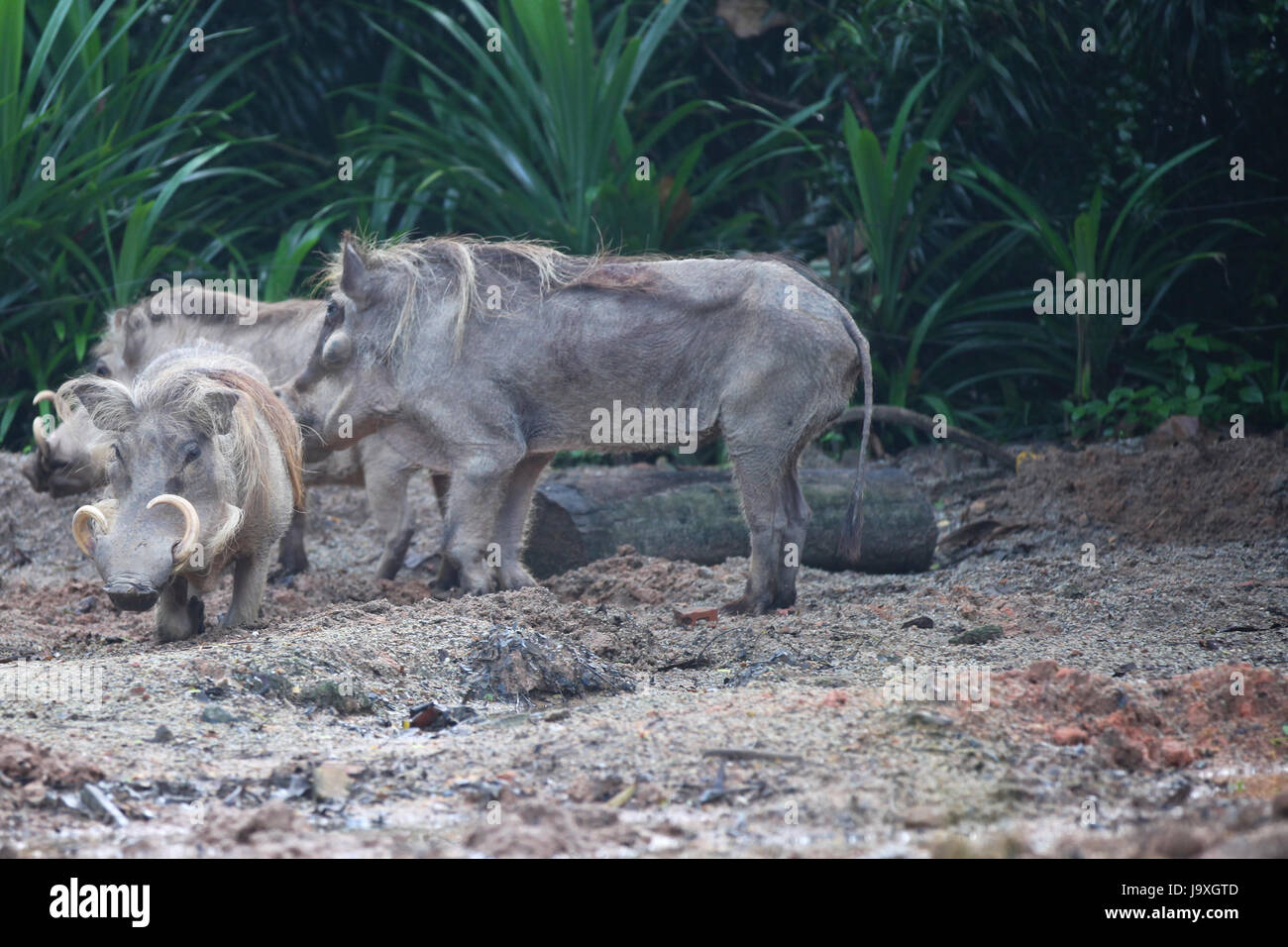 Unusual wild boar, Singapore, south east Asia Stock Photo - Alamy