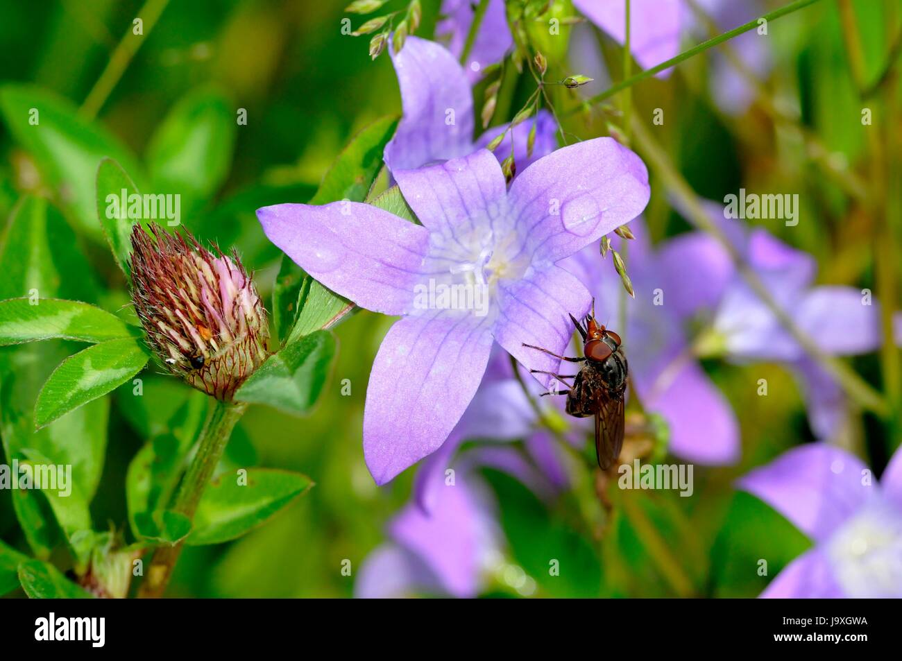 insect, bloom, blossom, flourish, flourishing, bud, bellflower, drop ...