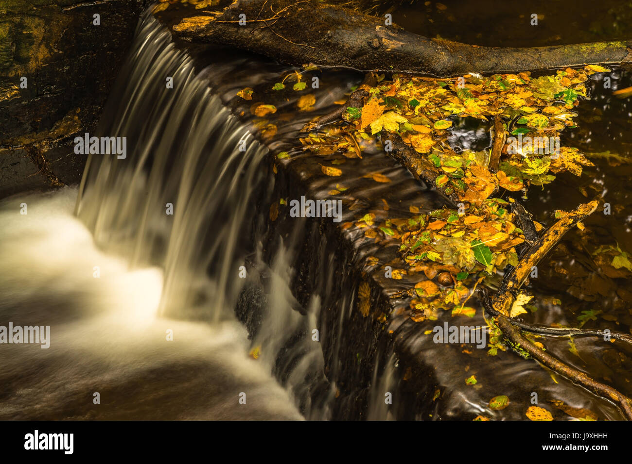 Tehidy country park stream hi-res stock photography and images - Alamy