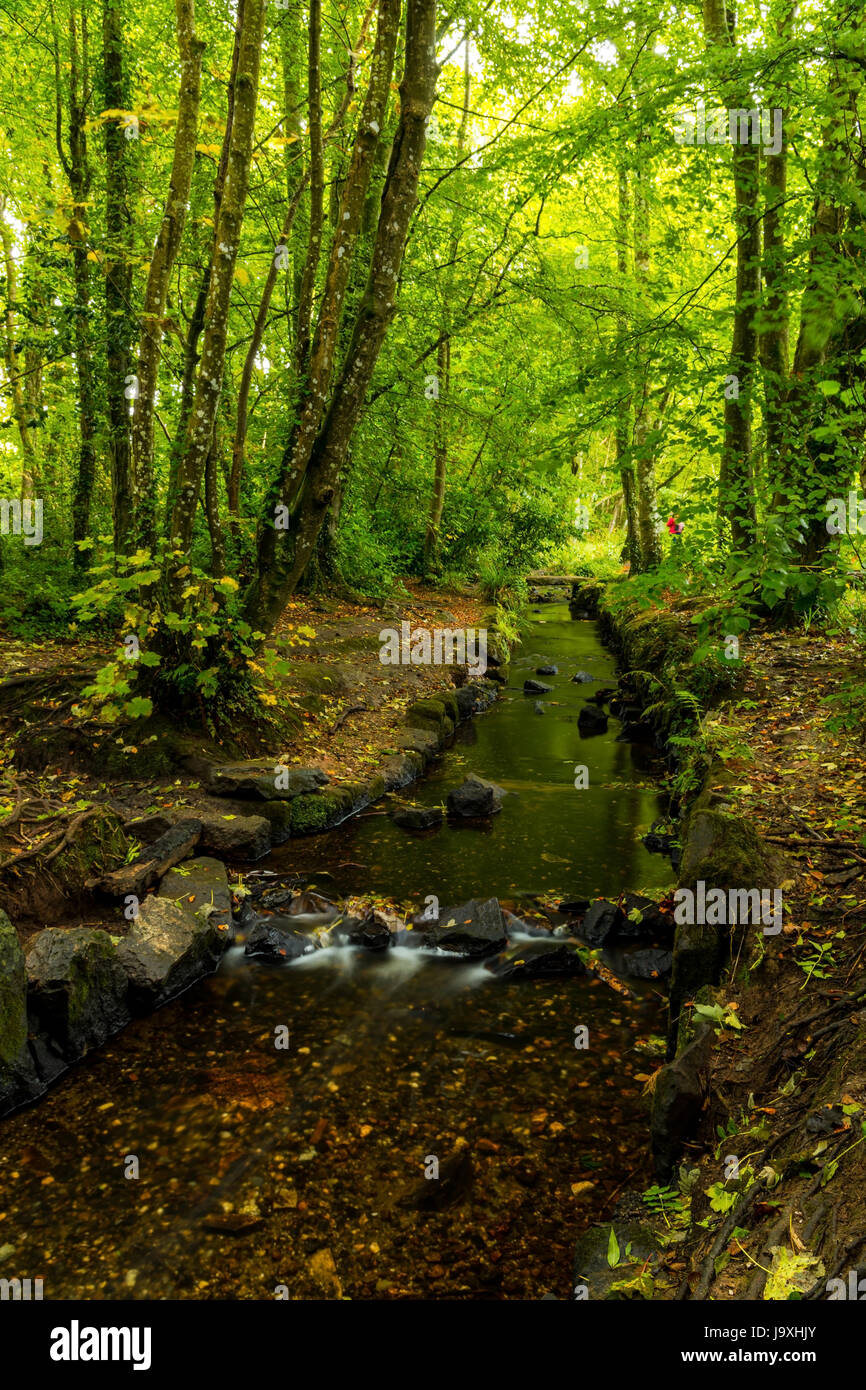 Tehidy woods hi-res stock photography and images - Alamy