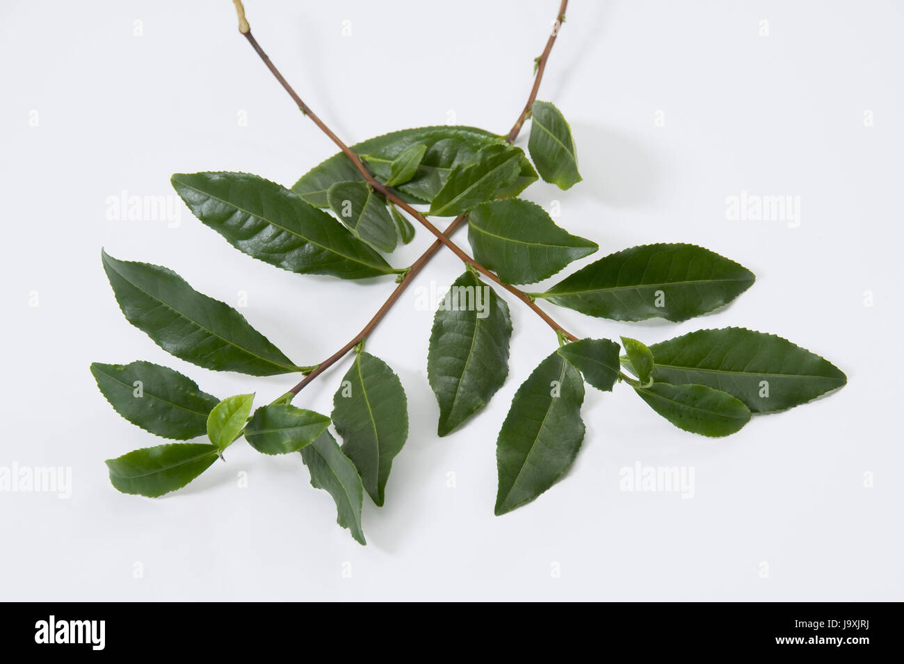 Two crossed green branches hi-res stock photography and images - Alamy