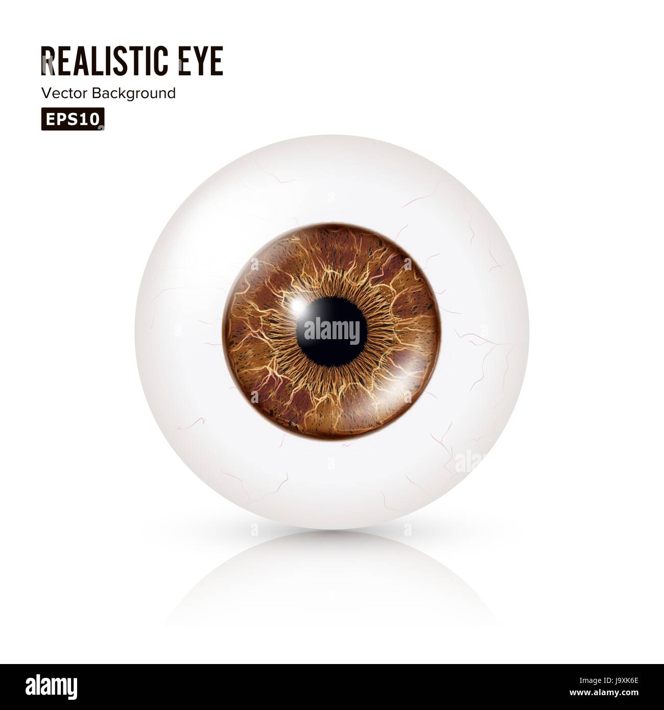 Photo Realistic Eyeball. Human Retina. Vector Illustration Of 3d Human ...