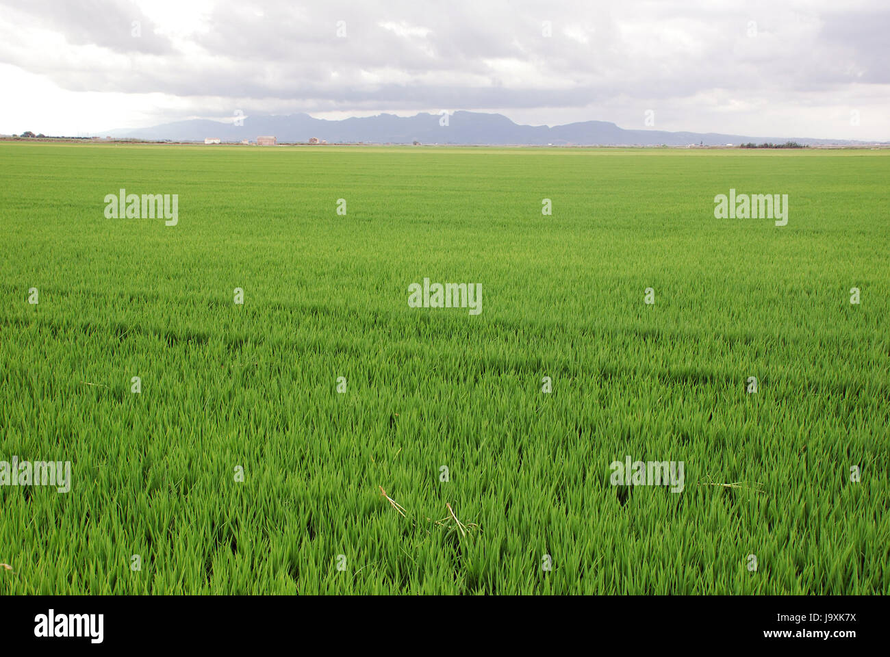 agricultural, spain, spanish, rice, agricultural, agriculture, farming ...