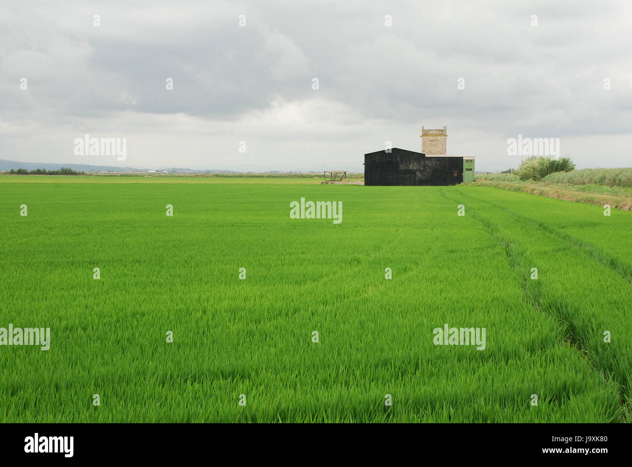 agricultural, spain, spanish, rice, agricultural, agriculture, farming ...