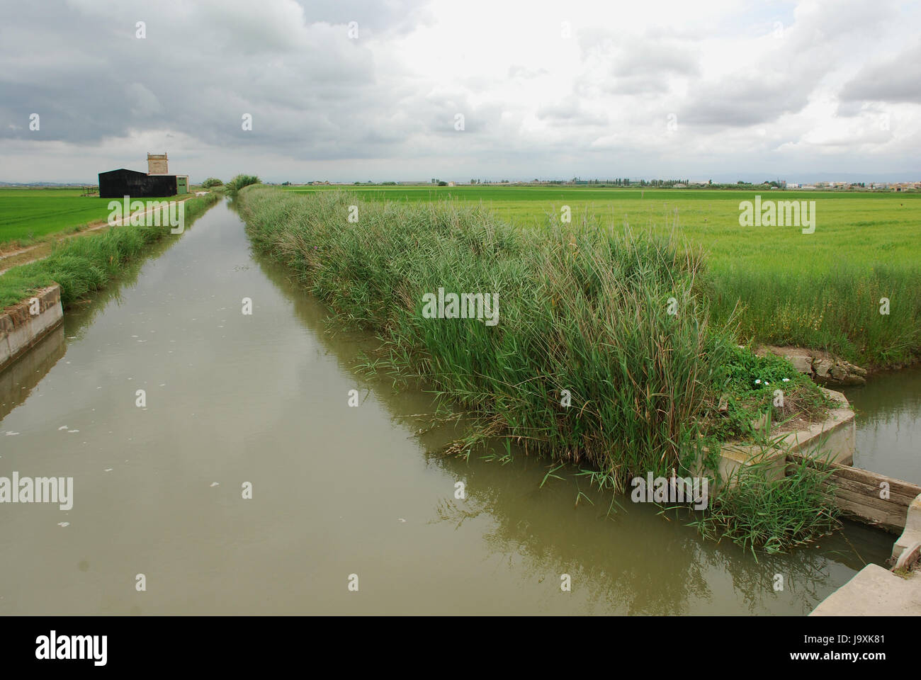 agricultural, spain, spanish, rice, agricultural, agriculture, farming ...