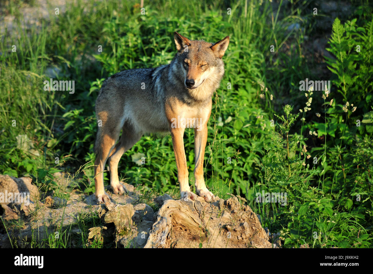 danger, dog, predator, wolf, male, natural preserve, wild animal ...