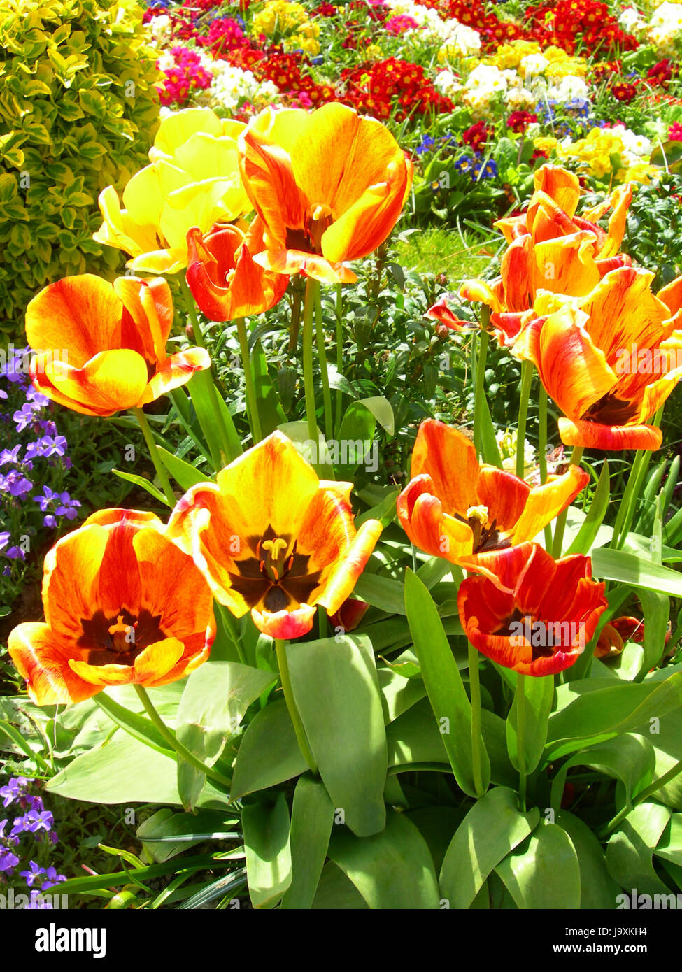 garden, coloured, colourful, gorgeous, multifarious, richly coloured ...