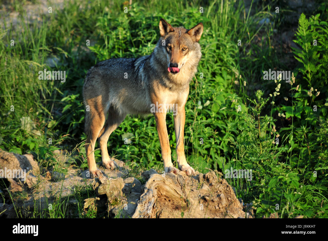 danger, dog, predator, wolf, male, natural preserve, wild animal ...