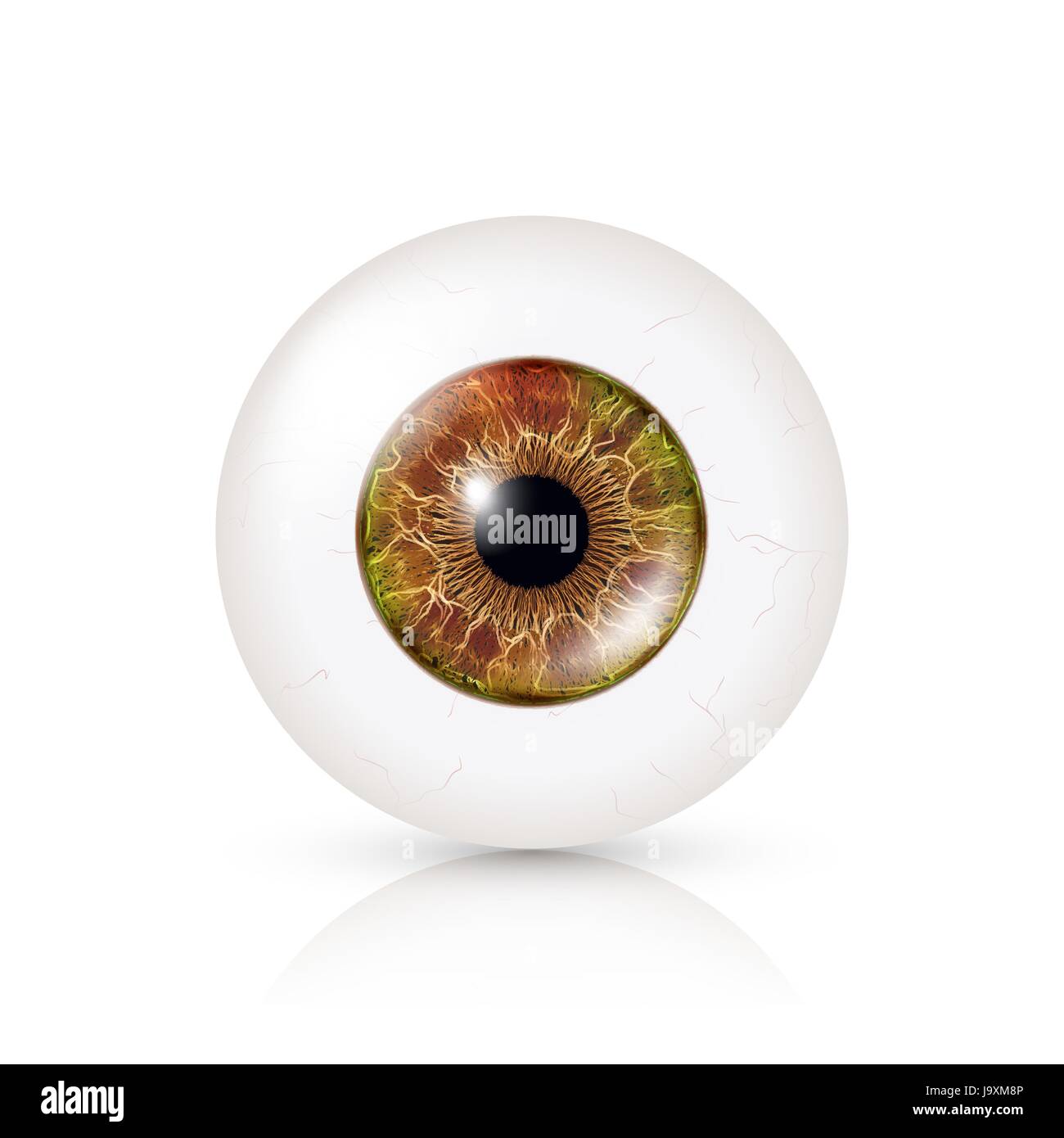 Photo Realistic Eyeball. Human Retina. Vector Illustration Of 3d Human ...
