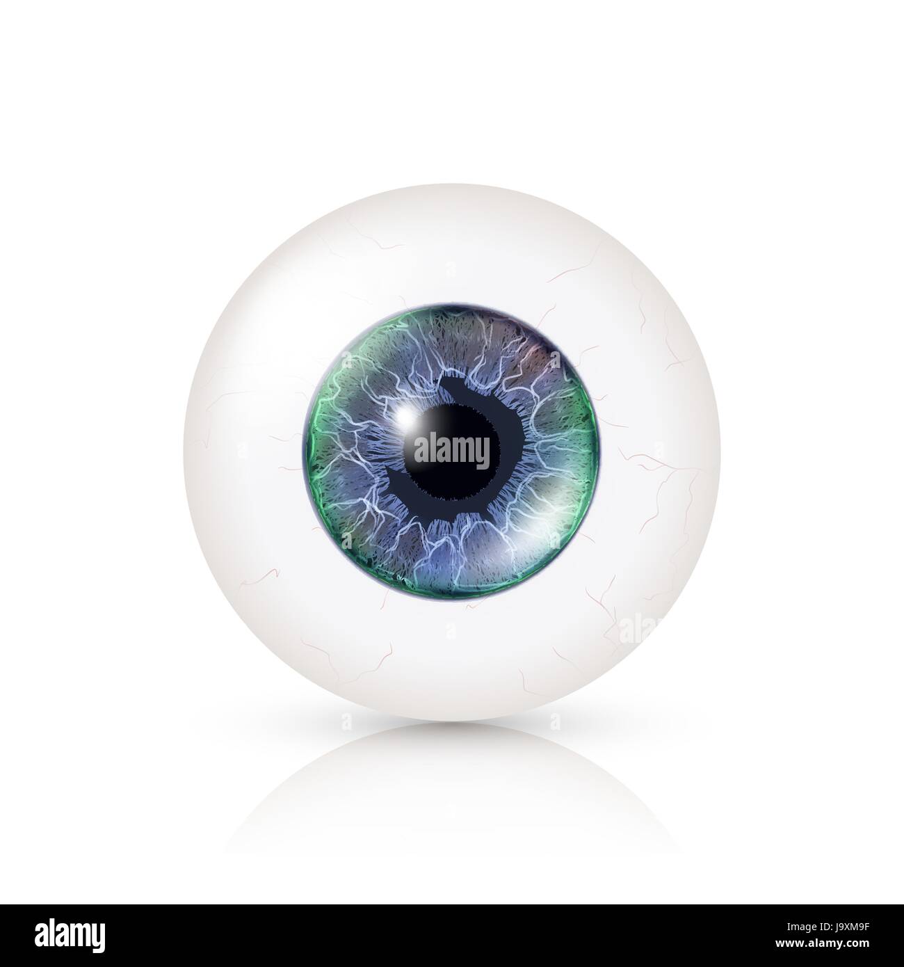 Realistic Human Eyeball. 3d Glossy Photorealistic Eye Detail With ...