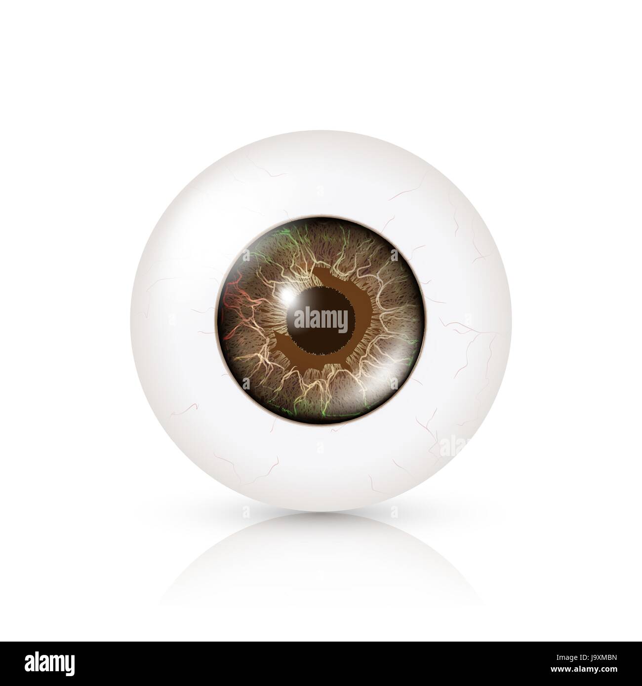 Photo Realistic Eyeball. Human Retina. Vector Illustration Of 3d Human ...