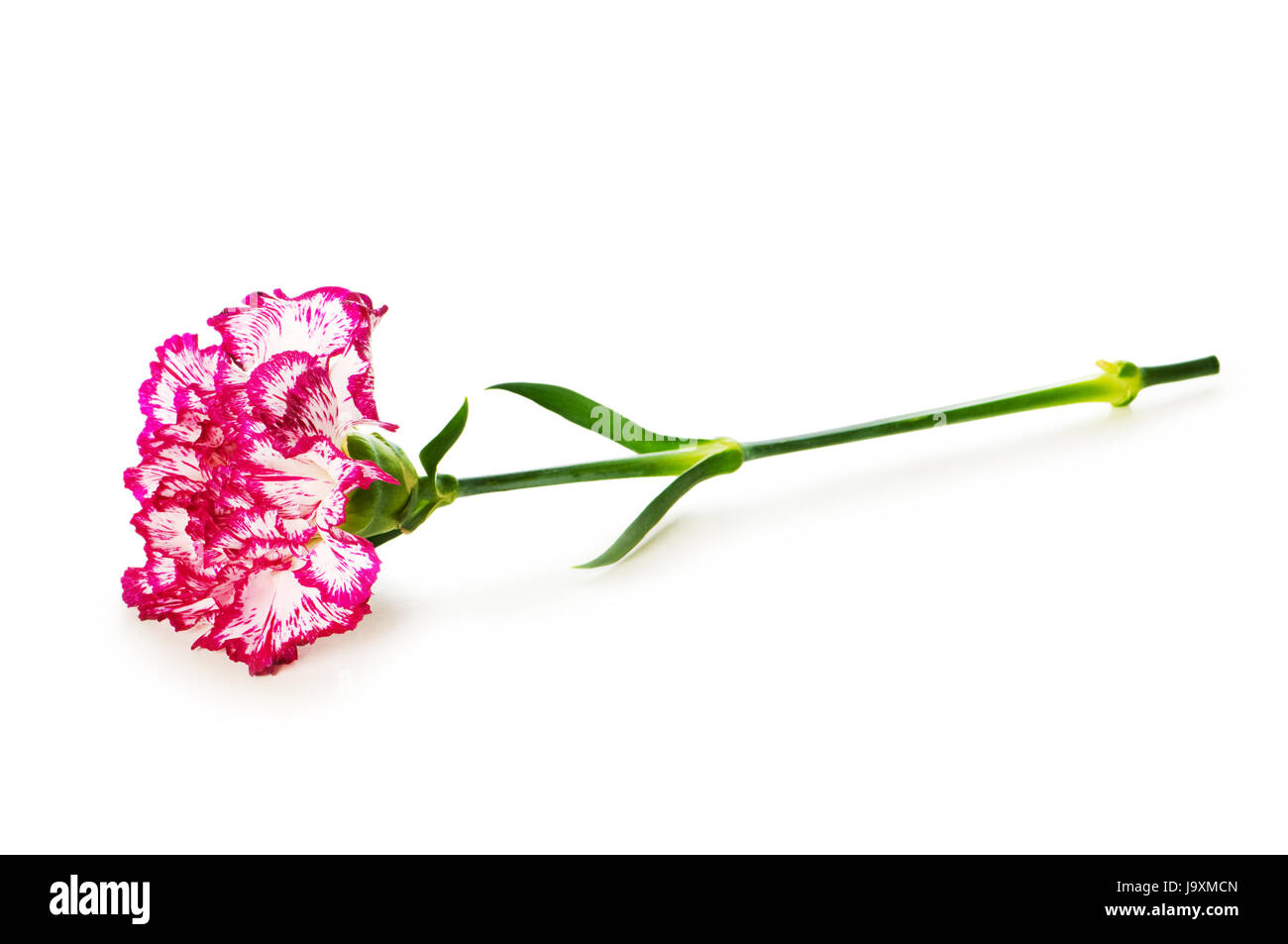 leaf, single, isolated, colour, closeup, flower, plant, carnation, cut ...