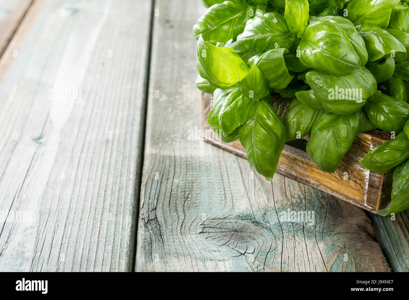 Green basilic leaves Stock Photo - Alamy