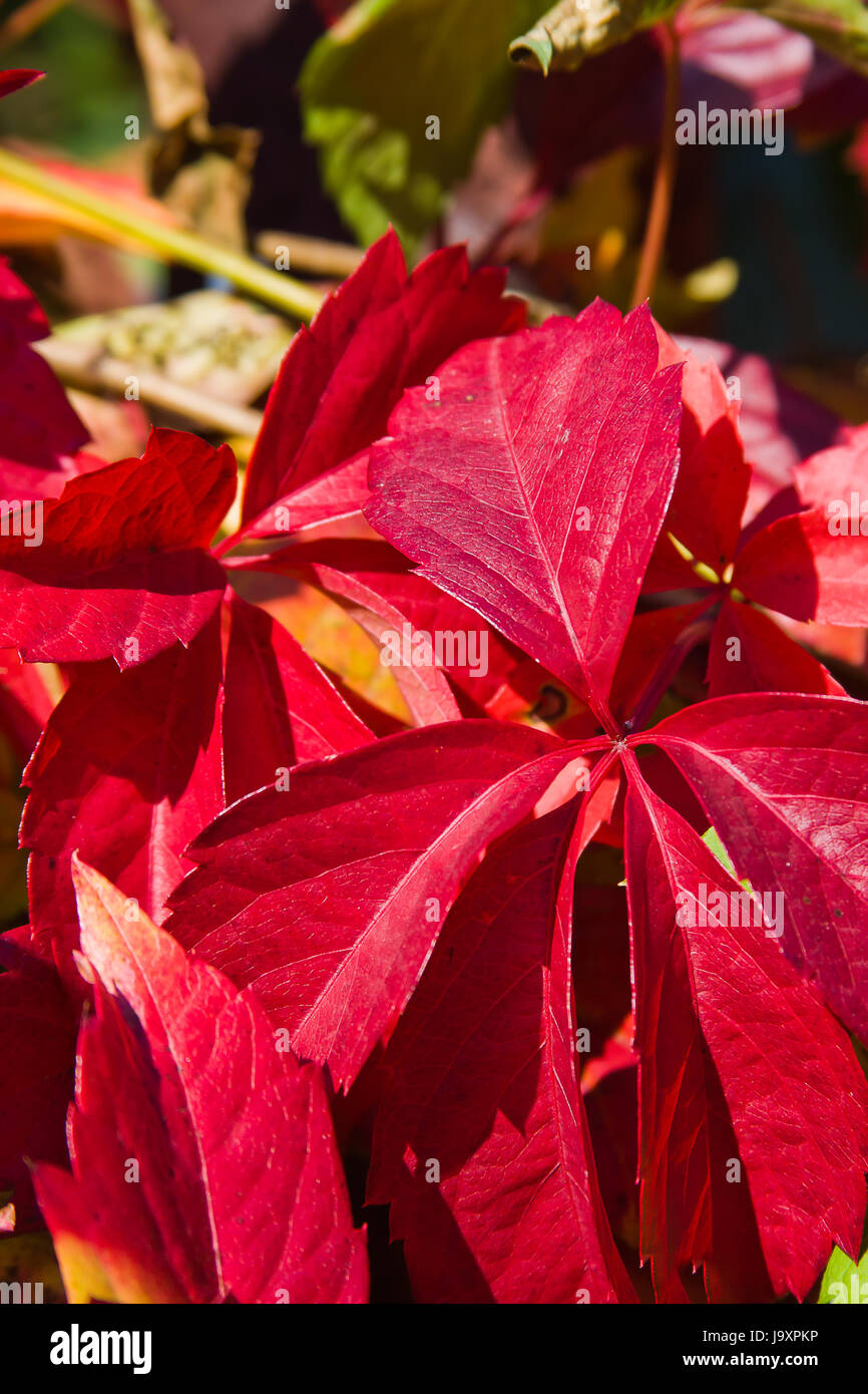 bright autumn foliage of vine Stock Photo - Alamy