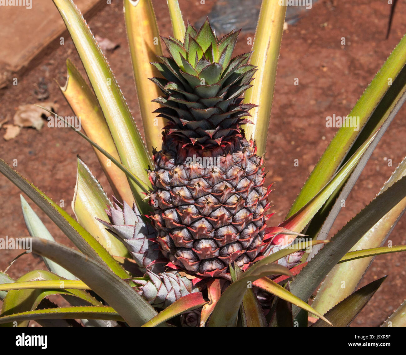 Pineapple stalk hi-res stock photography and images - Alamy