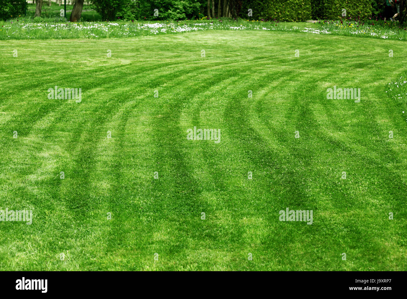 freshly cut grass Stock Photo - Alamy