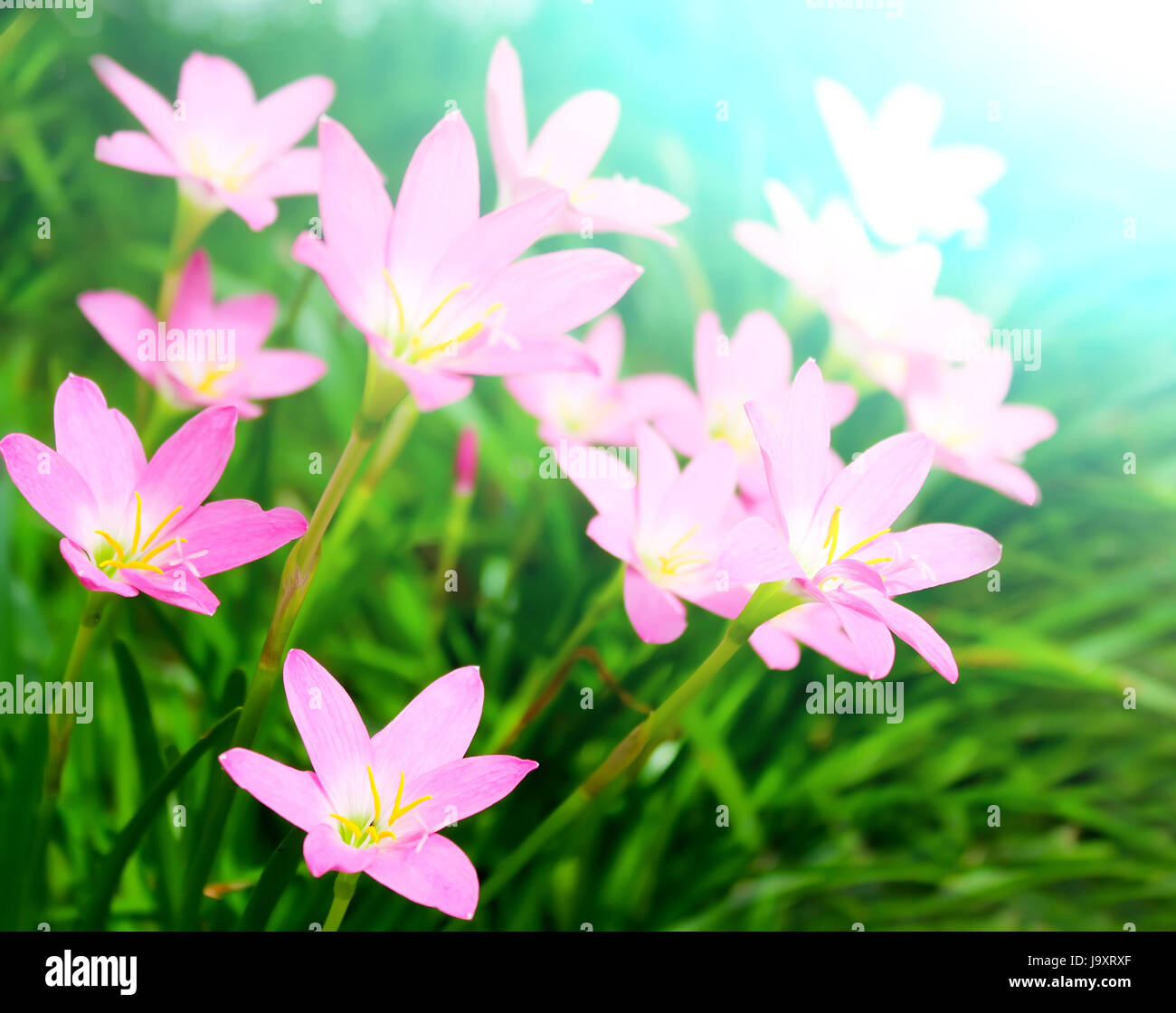 close, beautiful, beauteously, nice, leaf, colour, model, design ...